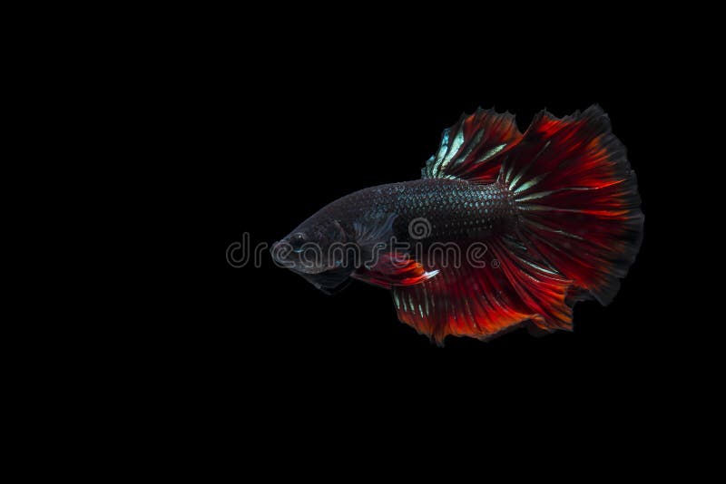 Red Fighting Fish stock image. Image of beautiful, capture - 94023193