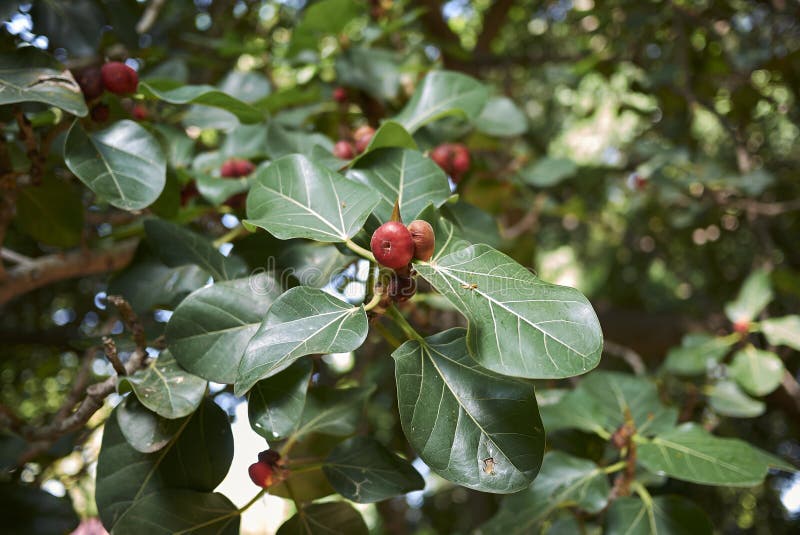 Ficus Benghalensis Branches Full of Fruit Stock Image - Image of bright ...