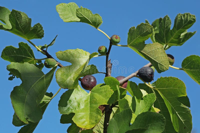 Red figs in the tree stock image. Image of natural, early - 255932047