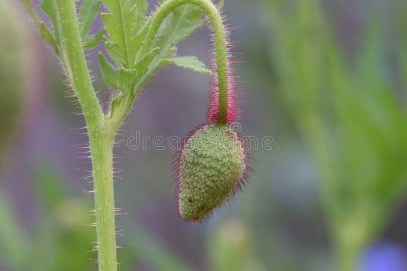 Red Follicles on Flanders Poppy Flower Bud 02 Stock Photo - Image of ...