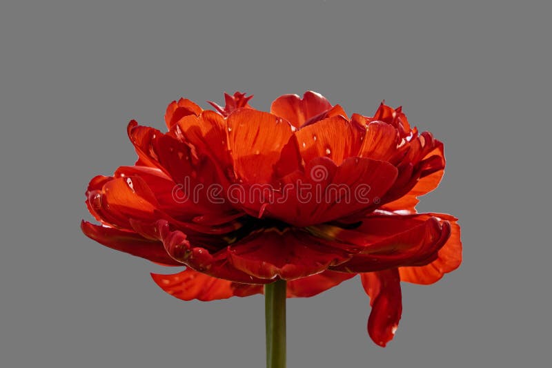 Red Filled Tulip on Grey Background Stock Photo - Image of nature ...