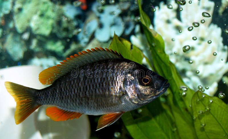 Red Fin Borley stock image. Image of oceanic, store, saltwater - 526535