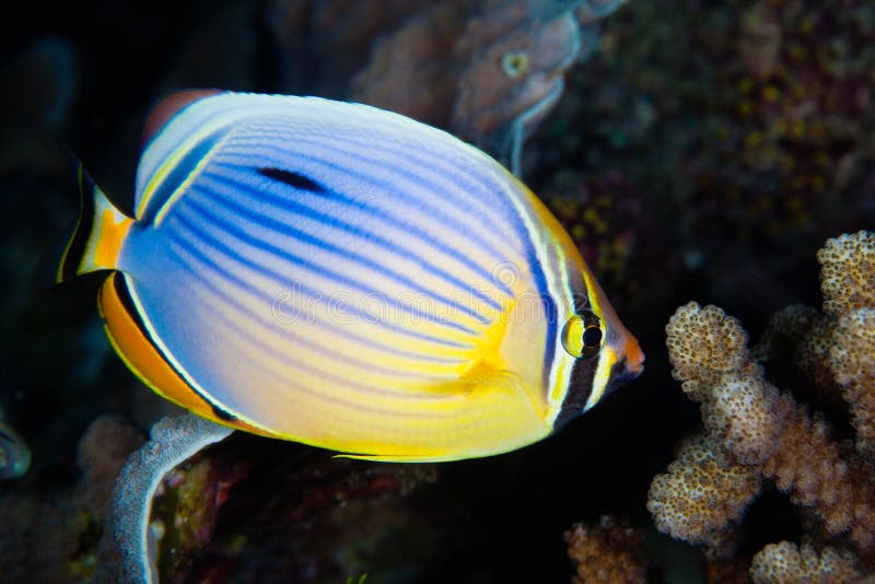Red-fin Butterfly-fish, Maldives Stock Image - Image of atoll ...