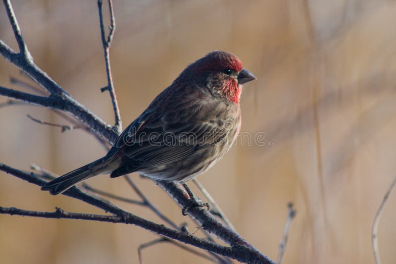 Red Finch stock image. Image of feathers, feather, bird - 29059157