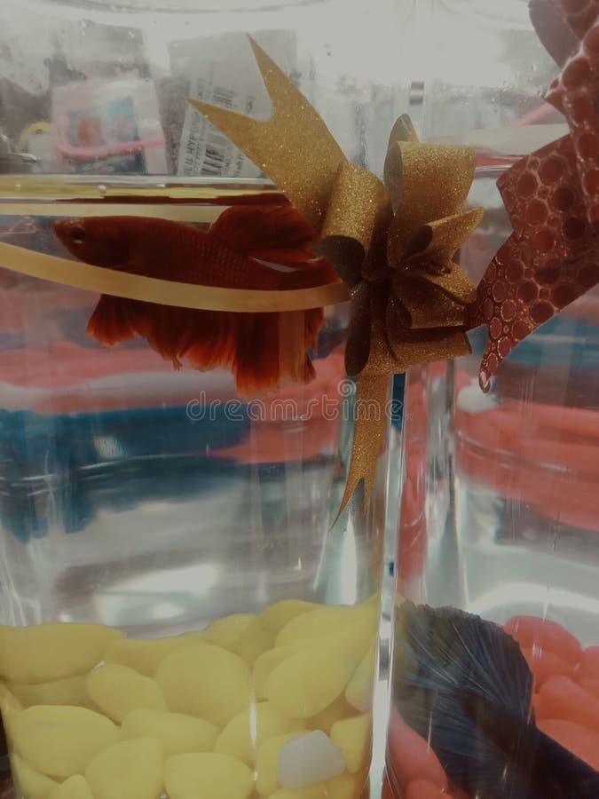 Red Fins Aesthetic Fish Aquarium Stock Image - Image of aquarium ...