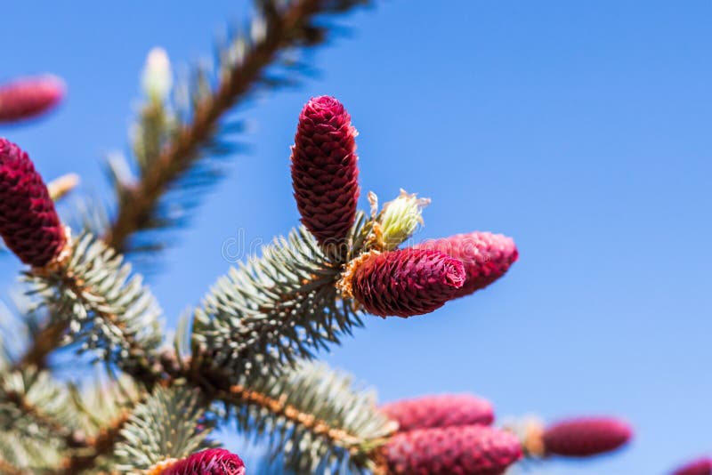 Red fir cones stock image. Image of outdoors, holiday - 64229867