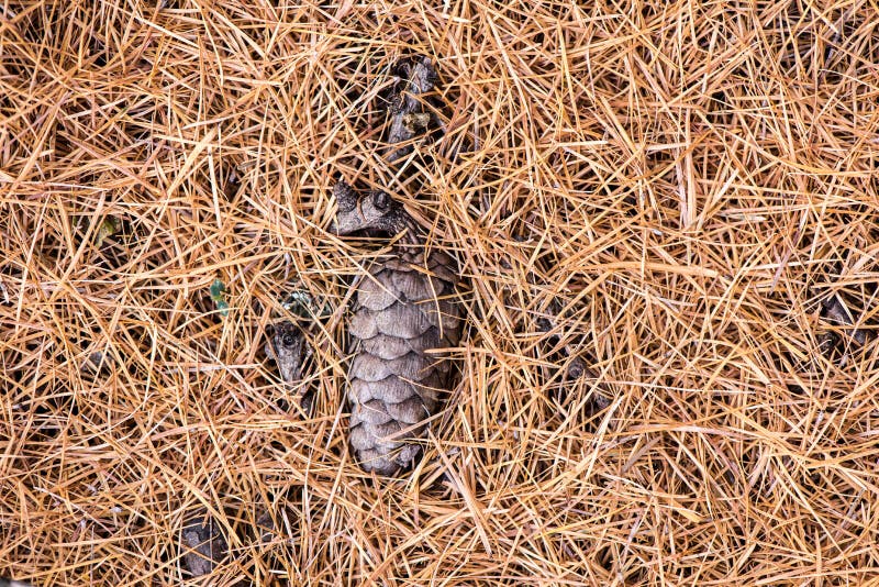 Red Fir Needles. stock image. Image of october, decoration - 62603343