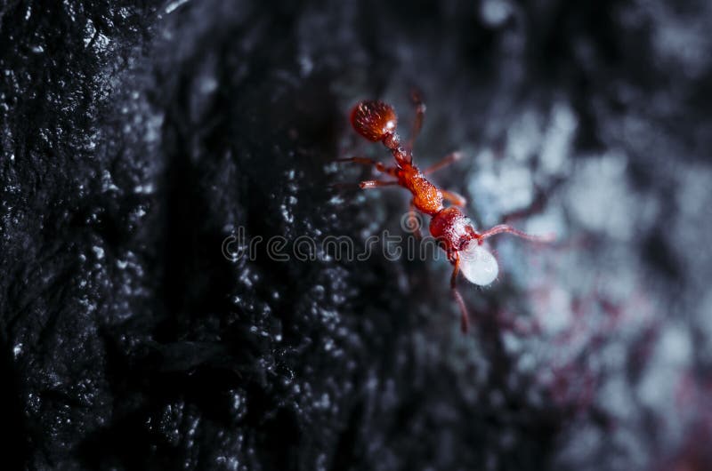 Red fire ant carrying egg stock photo. Image of fire - 162683916