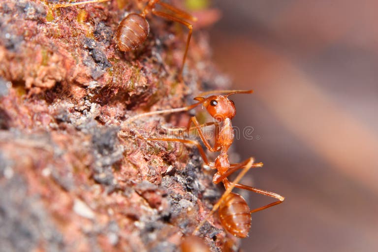 183 Magnified Ant Stock Photos - Free & Royalty-Free Stock Photos from ...