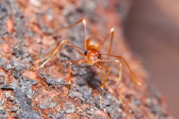 Red fire ant stock photo. Image of freedom, fight, leaf - 31050416