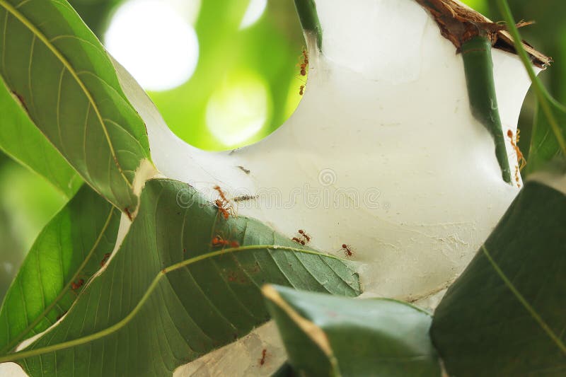 Red Fire Ants Building Nest. Ant Nest with Leaf on Mango Tree Stock ...