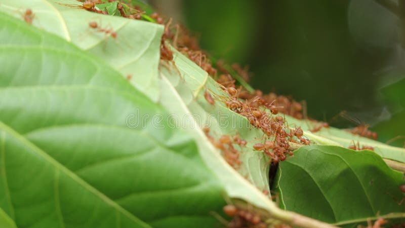 Red Fire Ants Building Nest Ant Nest With Leaf On Mango Treeteamwork
