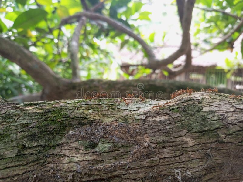 Red Fire Ants Crawling on Tree Bark Detail Stock Image - Image of ...