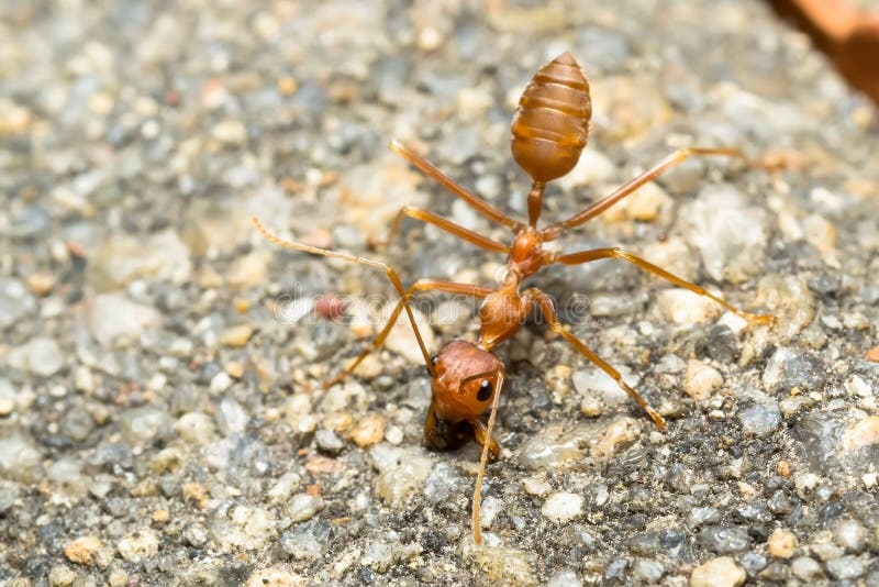 Red fire ants stock image. Image of outdoor, biology - 66264921