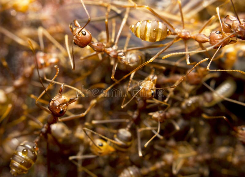 Red fire ants stock image. Image of action, insect, wood - 14996779