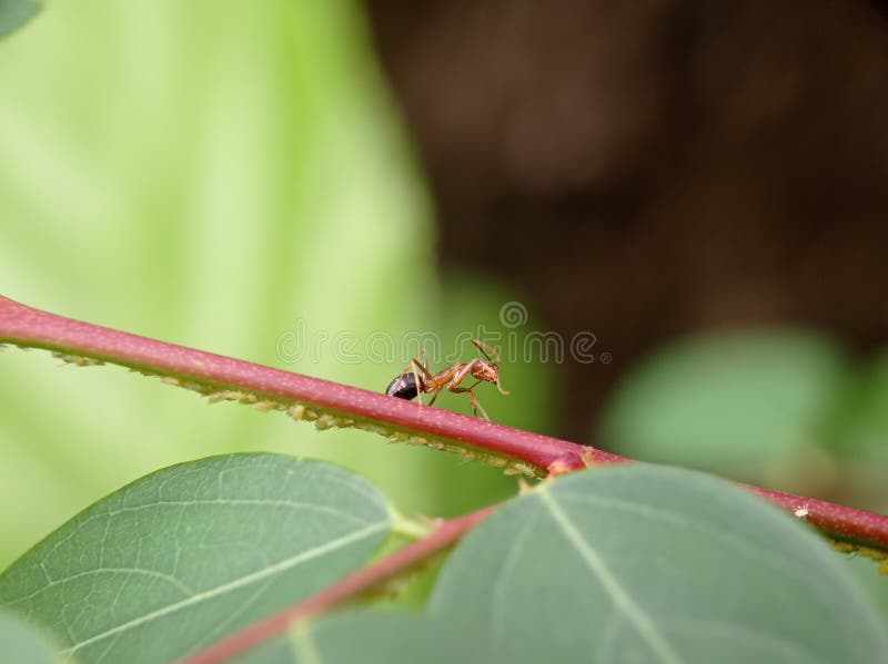 Red Fire Ants on Plant Stems in the Yard Stock Photo - Image of animal ...