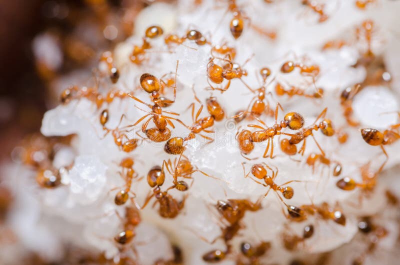 Ant, Ants On Rice, Swarm Small Red Ants In Rice Seed White Selective ...