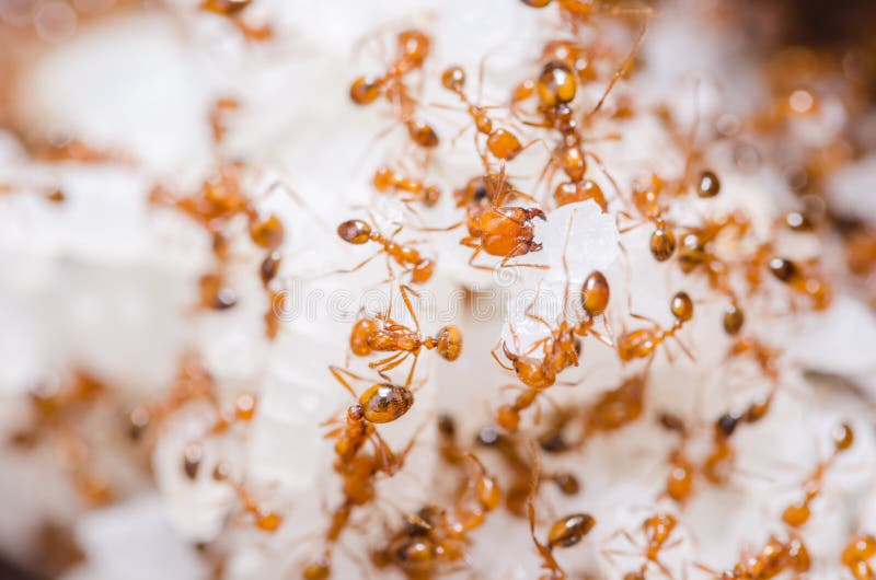 Red fire ants on the rice stock image. Image of black - 34217827