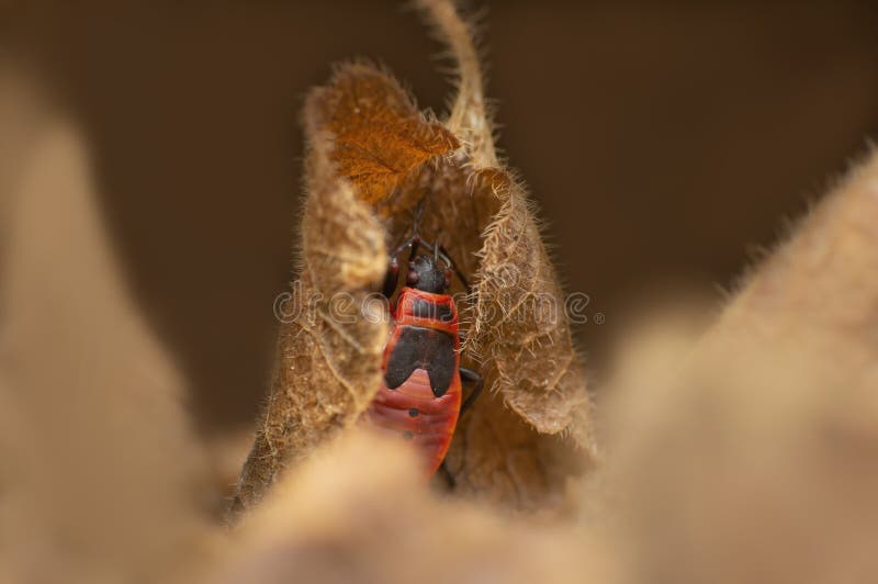 Red Fire Bug Hides in a Withered Leaf Stock Image - Image of buzz ...
