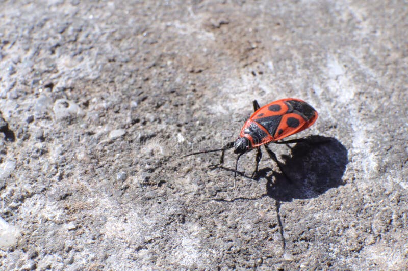 Red Fire Bug, Pyrrhocoris Apterus, in a Garden, Macro Stock Photo ...
