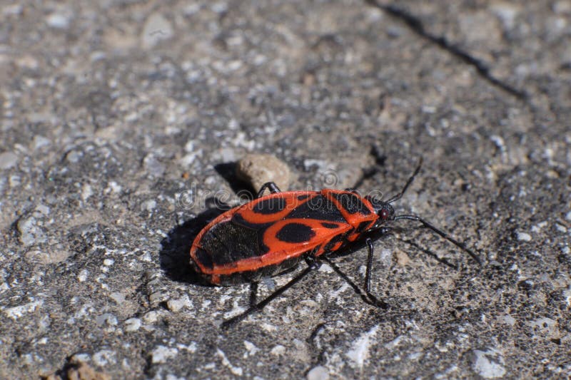 Red Fire Bug, Pyrrhocoris Apterus, in a Garden, Macro Stock Image ...