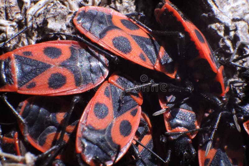 Red Fire Bug, Pyrrhocoris Apterus, in a Garden, Macro Stock Photo ...