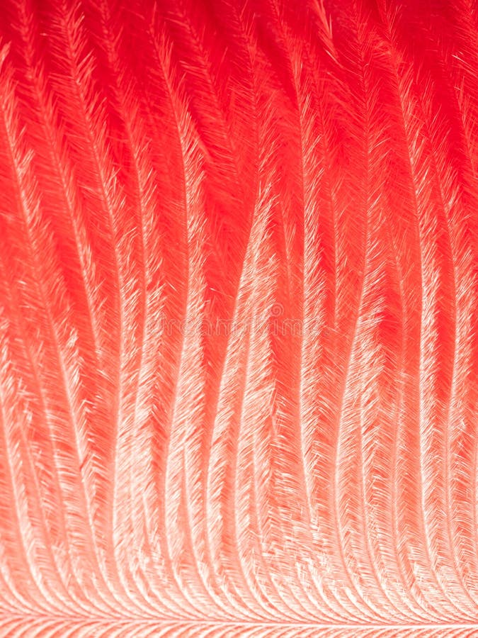 Phoenix feather stock photo. Image of macro, bird, desire - 2331170