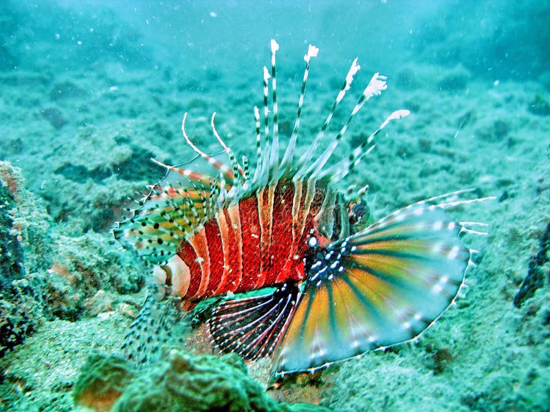 Red Fire Fish stock photo. Image of diving, colors, phuket - 6903852
