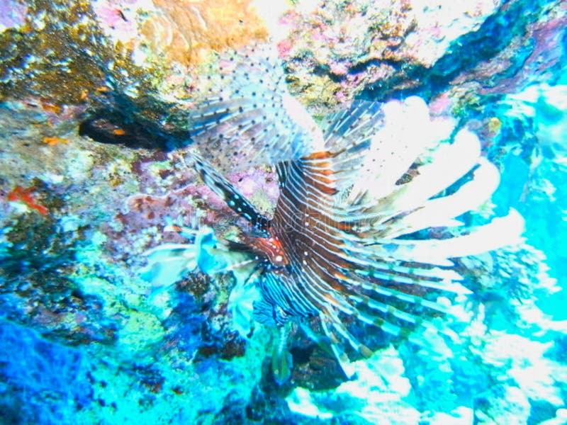 A Red Fire Fish Over Corals Stock Photo - Image of scorpaenidae, scene ...