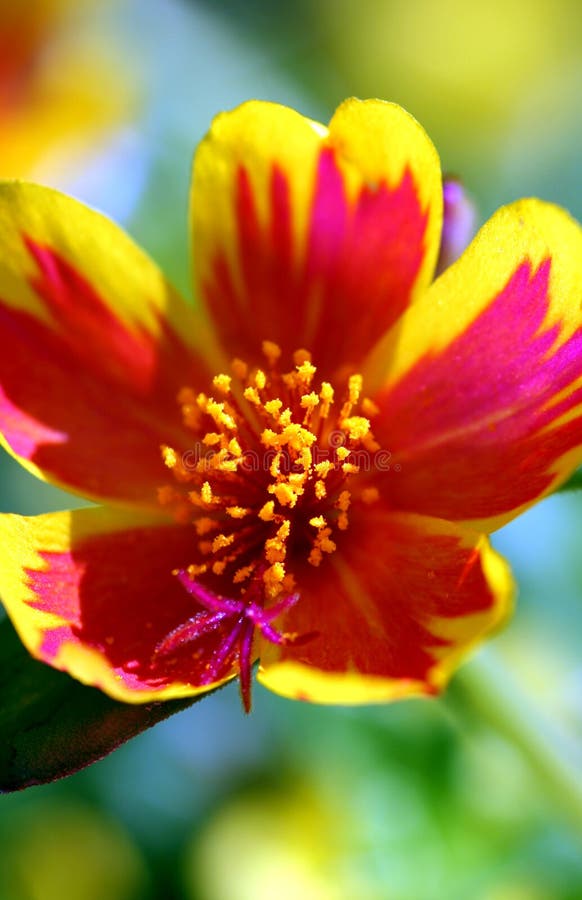 Red fire flower stock image. Image of delicate, detail - 5257951