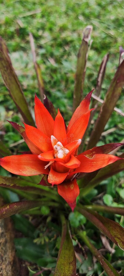 Fire flower stock image. Image of flower, yellow, fire - 90324331