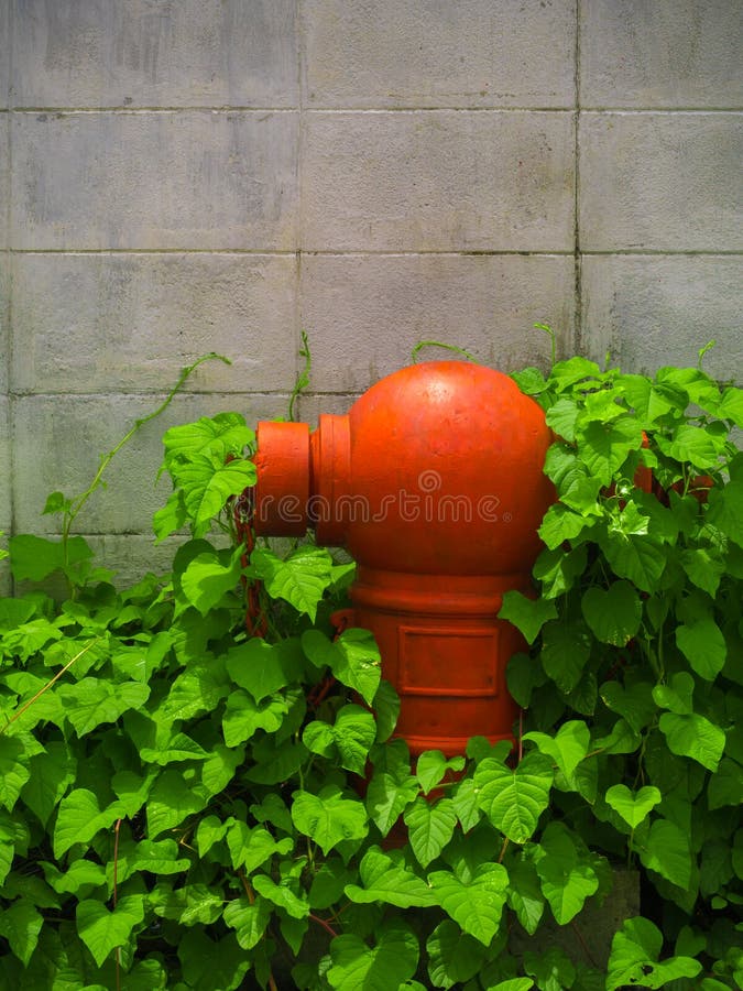 Red Fire Hydrant is Covered with Plant Stock Photo - Image of equipment ...