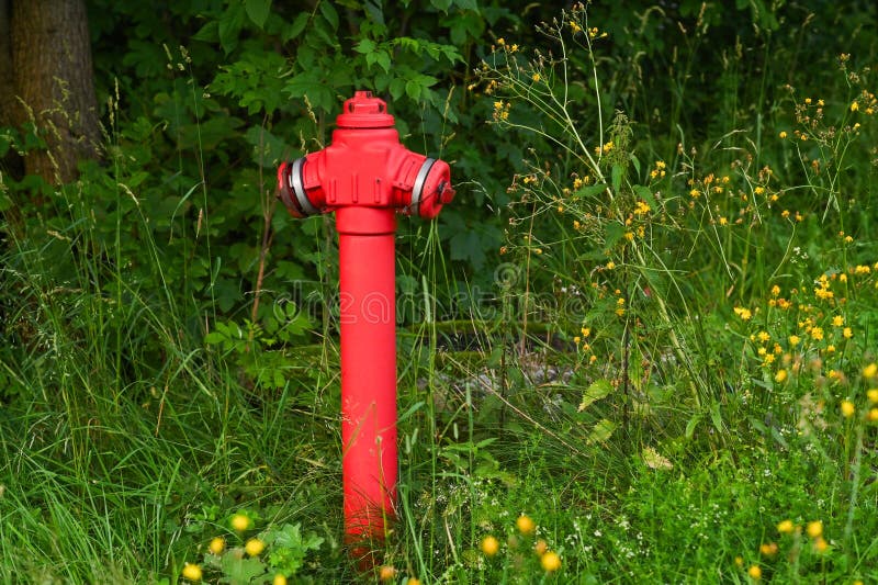 Red Fire Hydrant in the Green Grass in the Park Stock Photo - Image of ...
