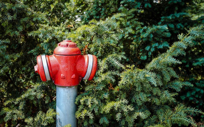 Red Fire Hydrant Surrounded by Green Evergreen Branches, Creating a ...