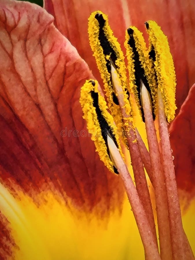 Fire lilly in the garden stock photo. Image of lilly - 108212974