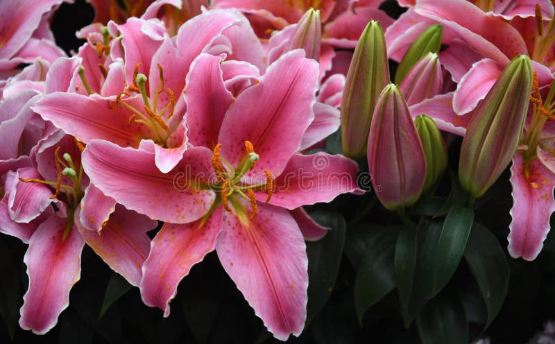 Red Fire Lily Flowers stock photo. Image of plant, plants - 179357476