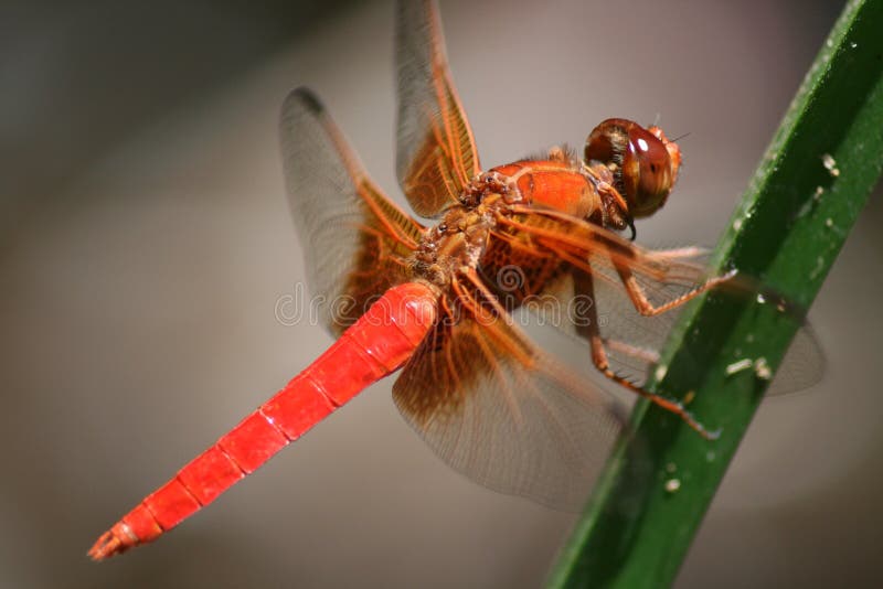 Red Fire Tail Dragonfly stock photo. Image of delicate - 3071910