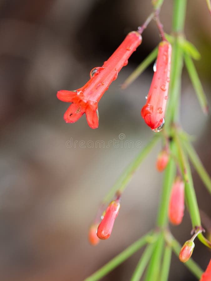 Red Firecracker Flowers Blooming Stock Image - Image of blossom, close ...
