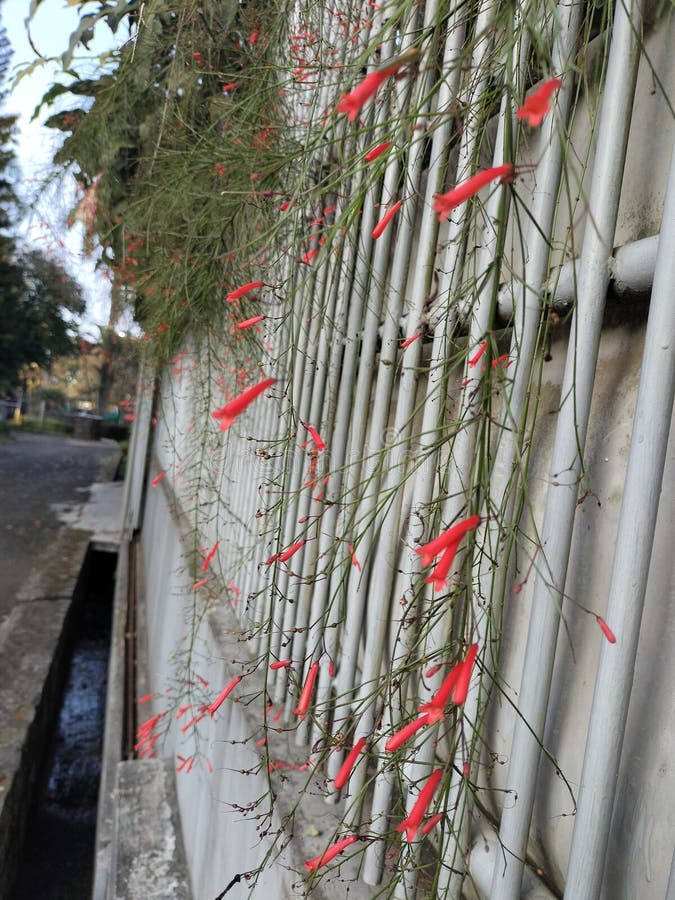 Red Firecracker Flowers Hanging on Iron Fence Outdoors Stock Image ...
