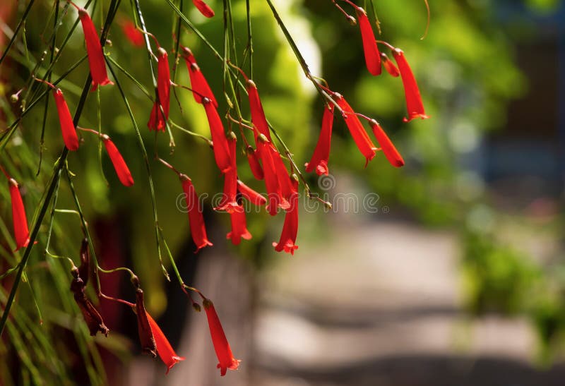 Red Firecracker Flowers Russelia Equisetiformis in the Garden Stock ...