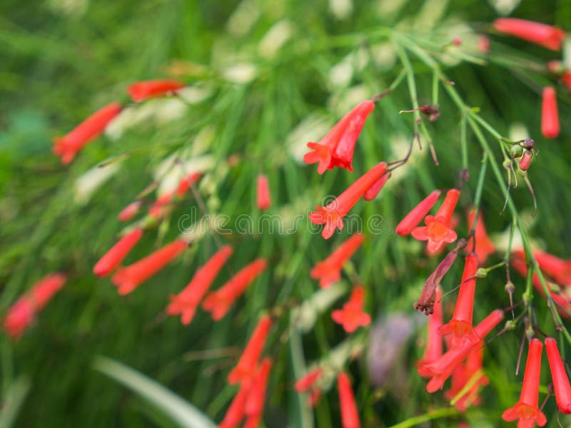 The Red Firecracker Plant Flowers Blooming Stock Image - Image of coral, lunar: 103173167