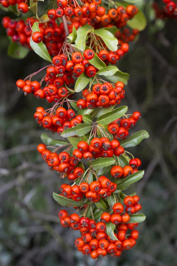 Red Firethorn (pyracantha) Fruits Stock Photo - Image of fruit, branch ...