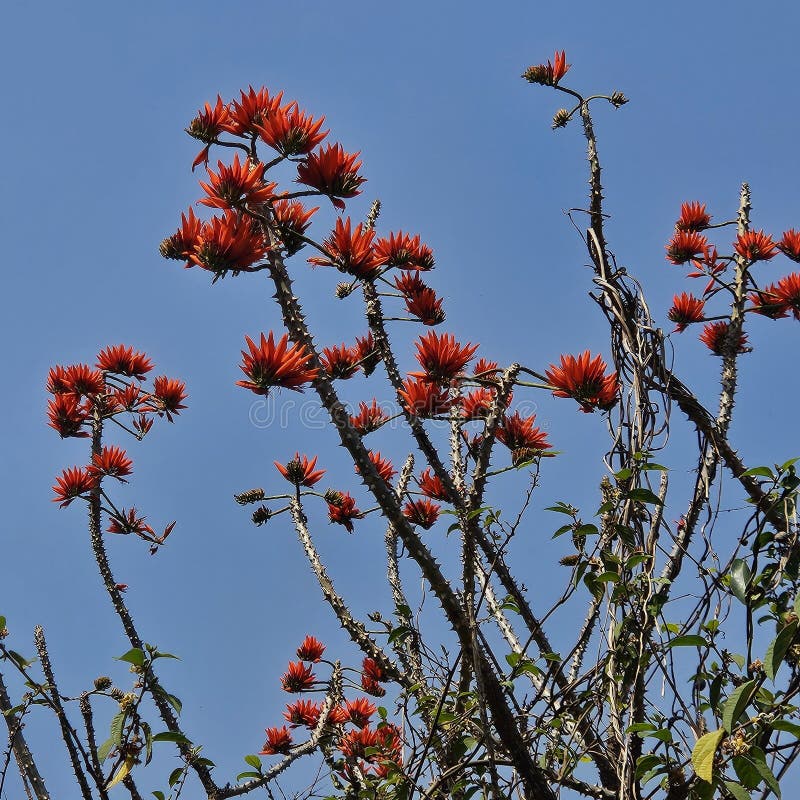 Red Firetree Summer Village Phenix Stock Photo - Image of phenix ...