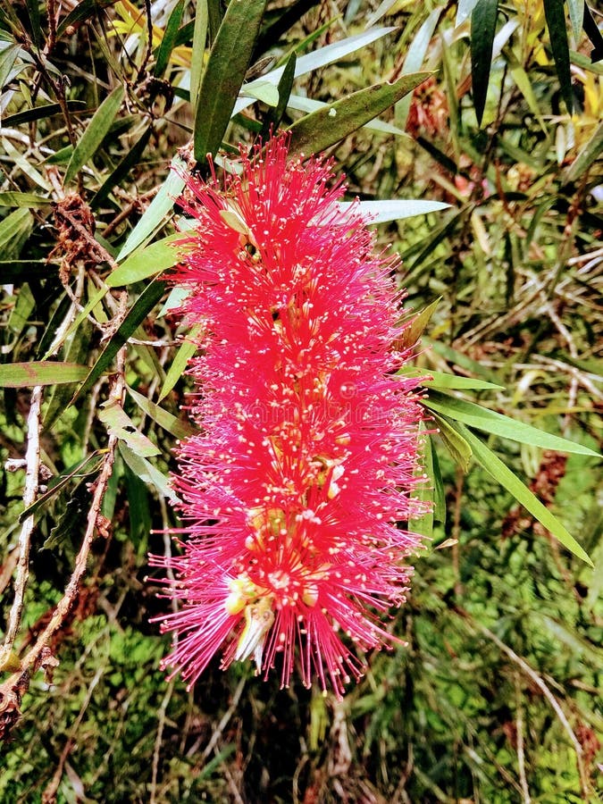 Red Firework flower stock photo. Image of flower, garden - 276744676