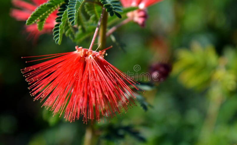 Red Firework Flower stock image. Image of tropical, wonder - 90225167