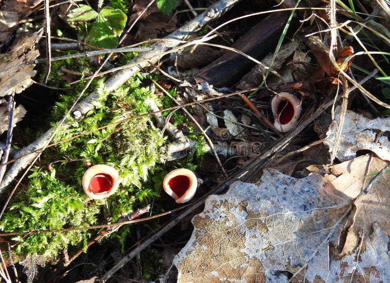 The First Mushrooms in Spring, Lithuania Stock Photo - Image of white ...