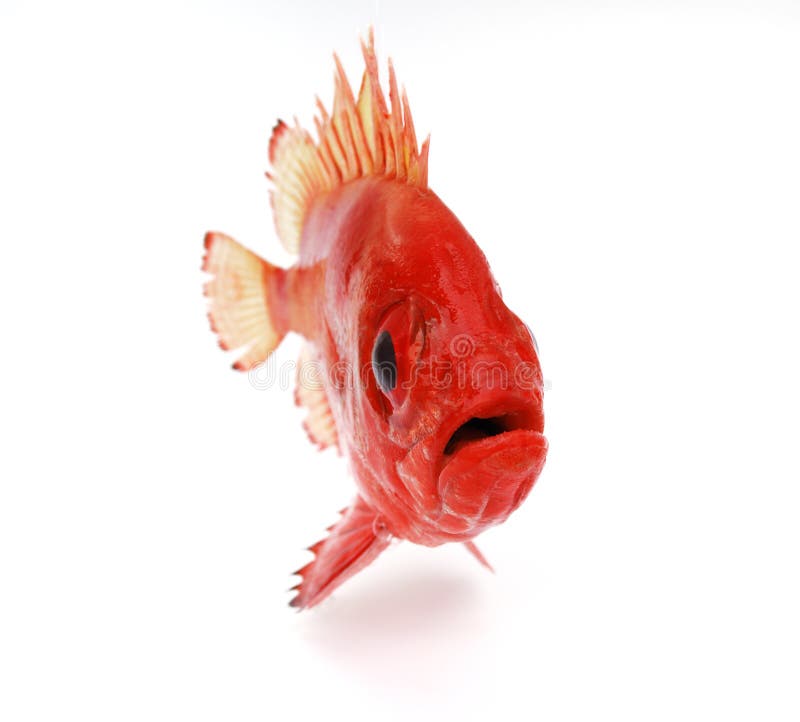 Red fish stock photo. Image of length, striped, full - 10858962