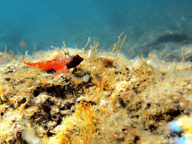 Red fish stock photo. Image of small, blue, fish, water - 11621750