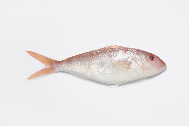 Red fish stock image. Image of local, tail, fins, seafood - 11860269