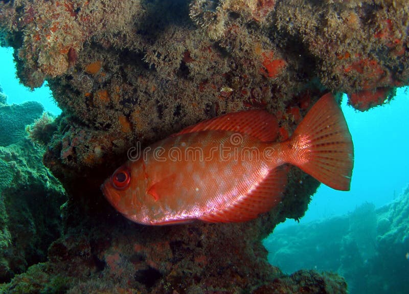 Red Fish stock photo. Image of snare, fish, light, marine - 13428084